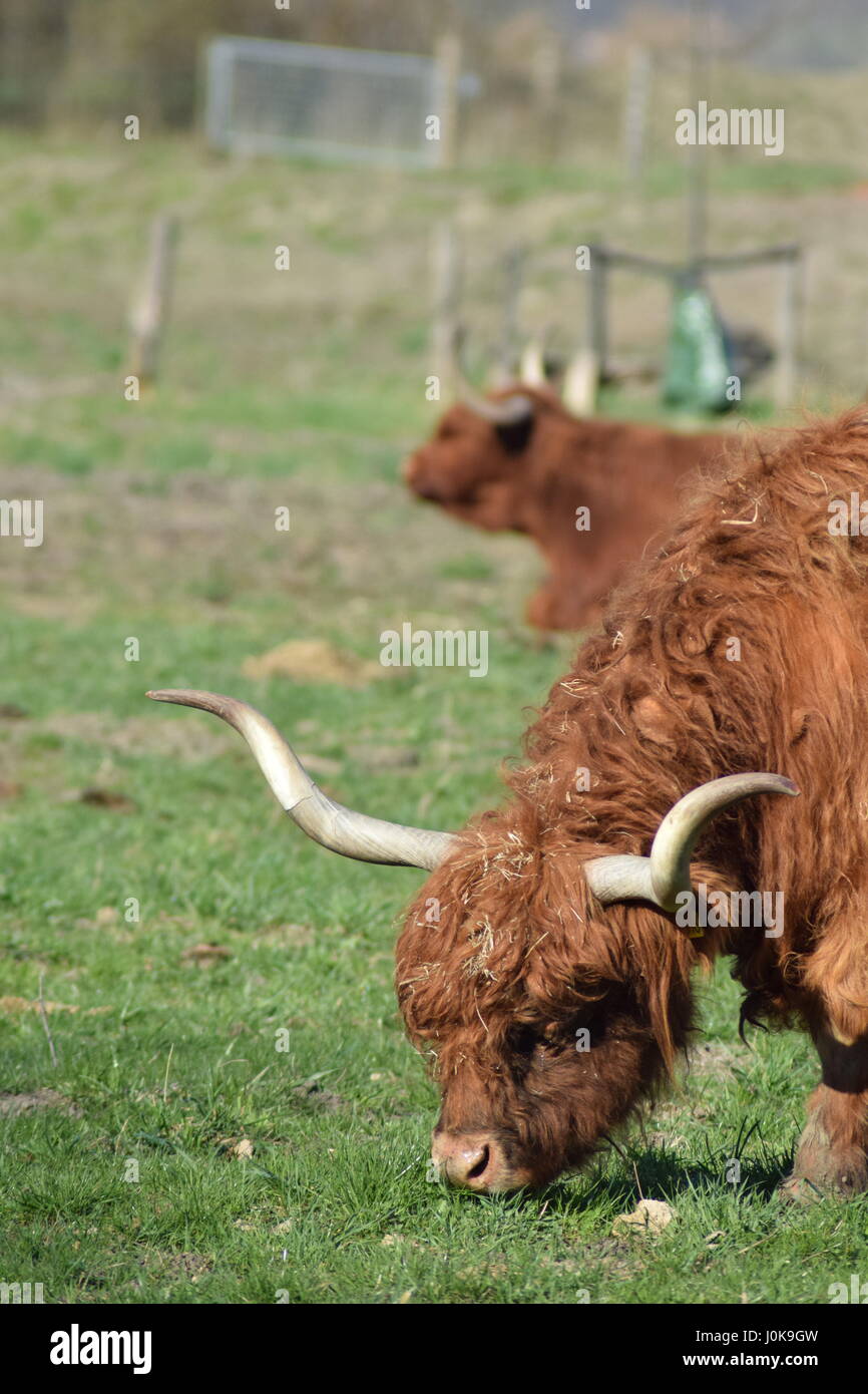 Scottish highland cattle grazing in Ishøj Dyrepark Denmark Stock Photo ...
