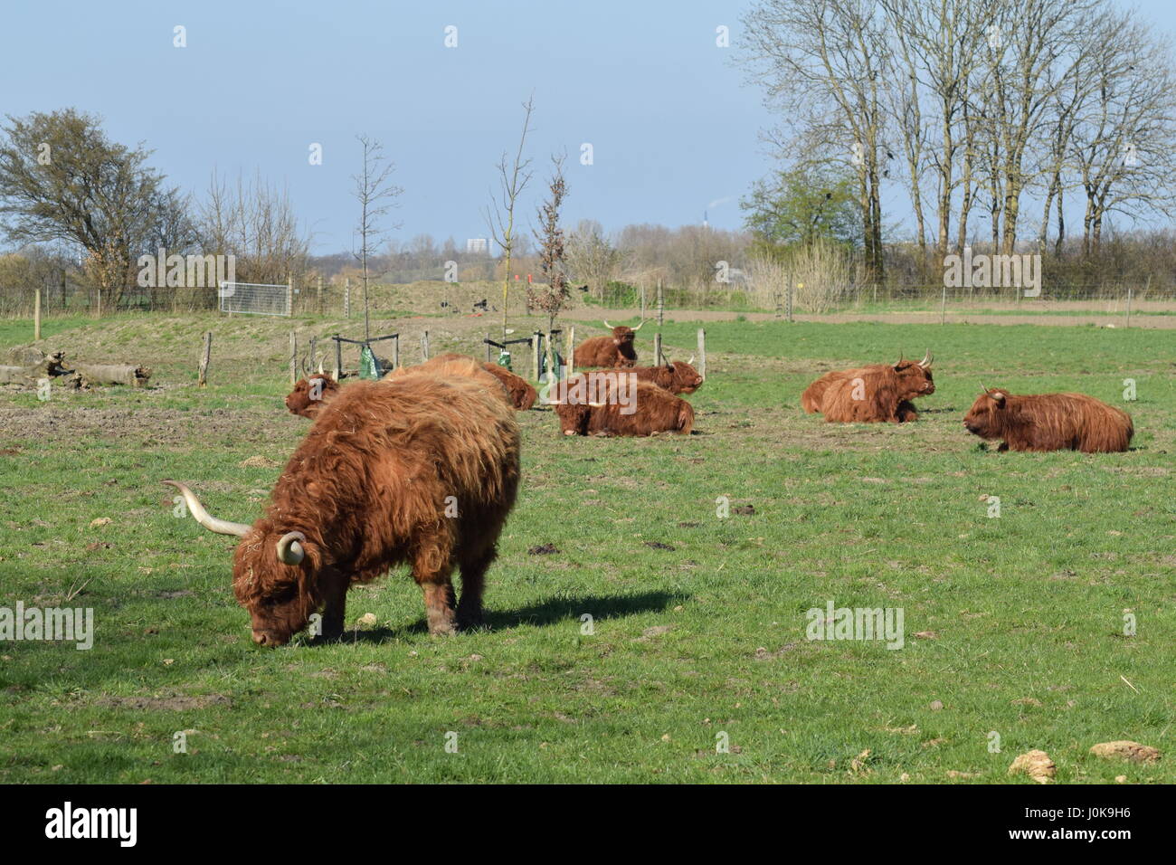 Scottish highland cattle grazing in Ishøj Dyrepark Denmark Stock Photo ...