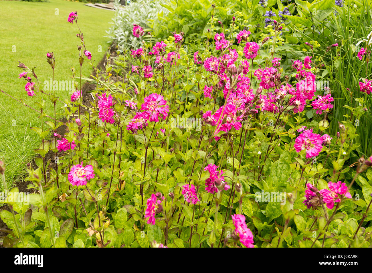 Pink, subtle flowers growing in the garden Stock Photo - Alamy