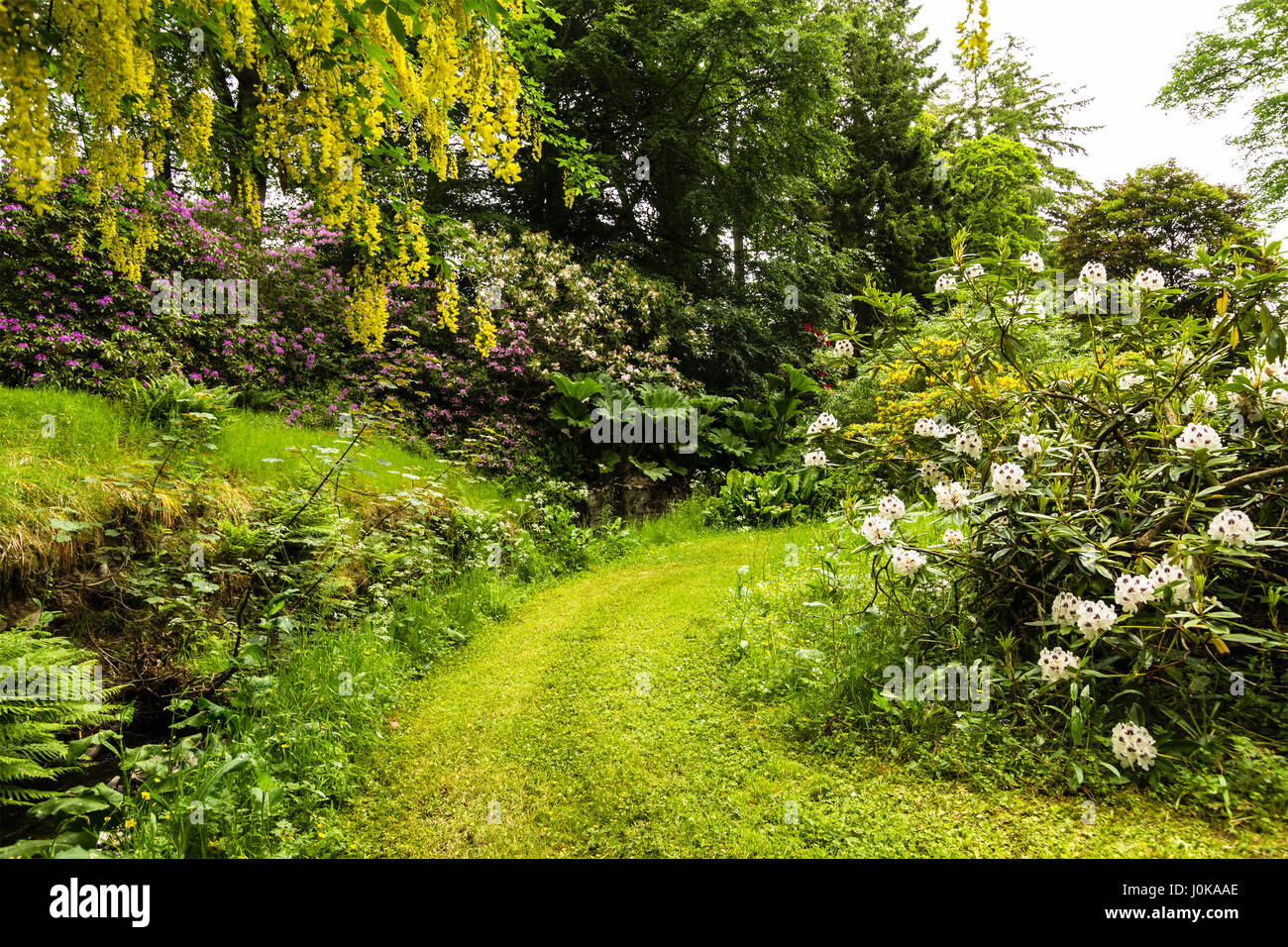 Common Laburnums High Resolution Stock Photography and Images - Alamy