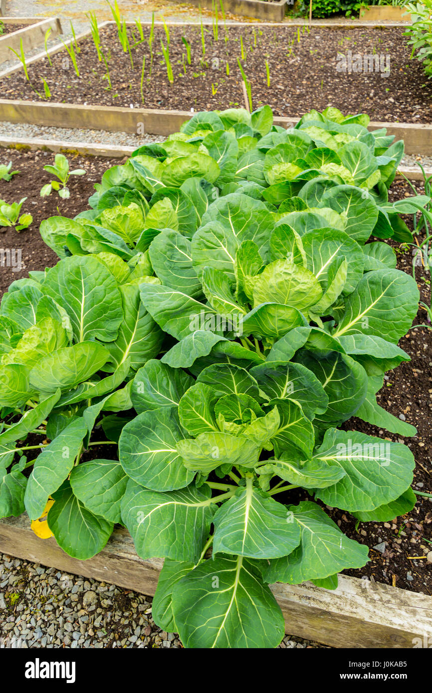 Cabbage and other vegetables growing in the garden Stock Photo - Alamy