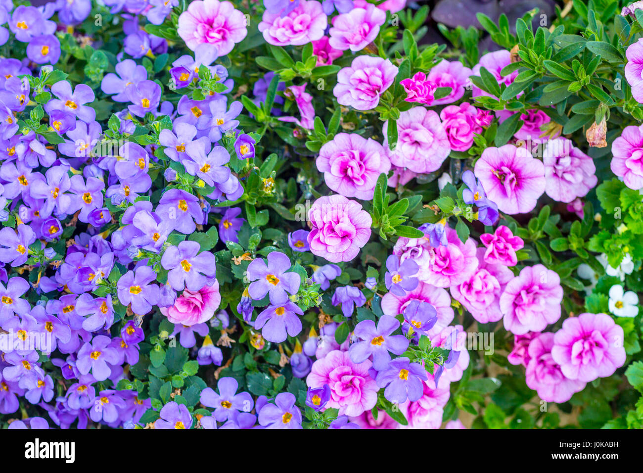 Violet tiny flowers hi-res stock photography and images - Alamy