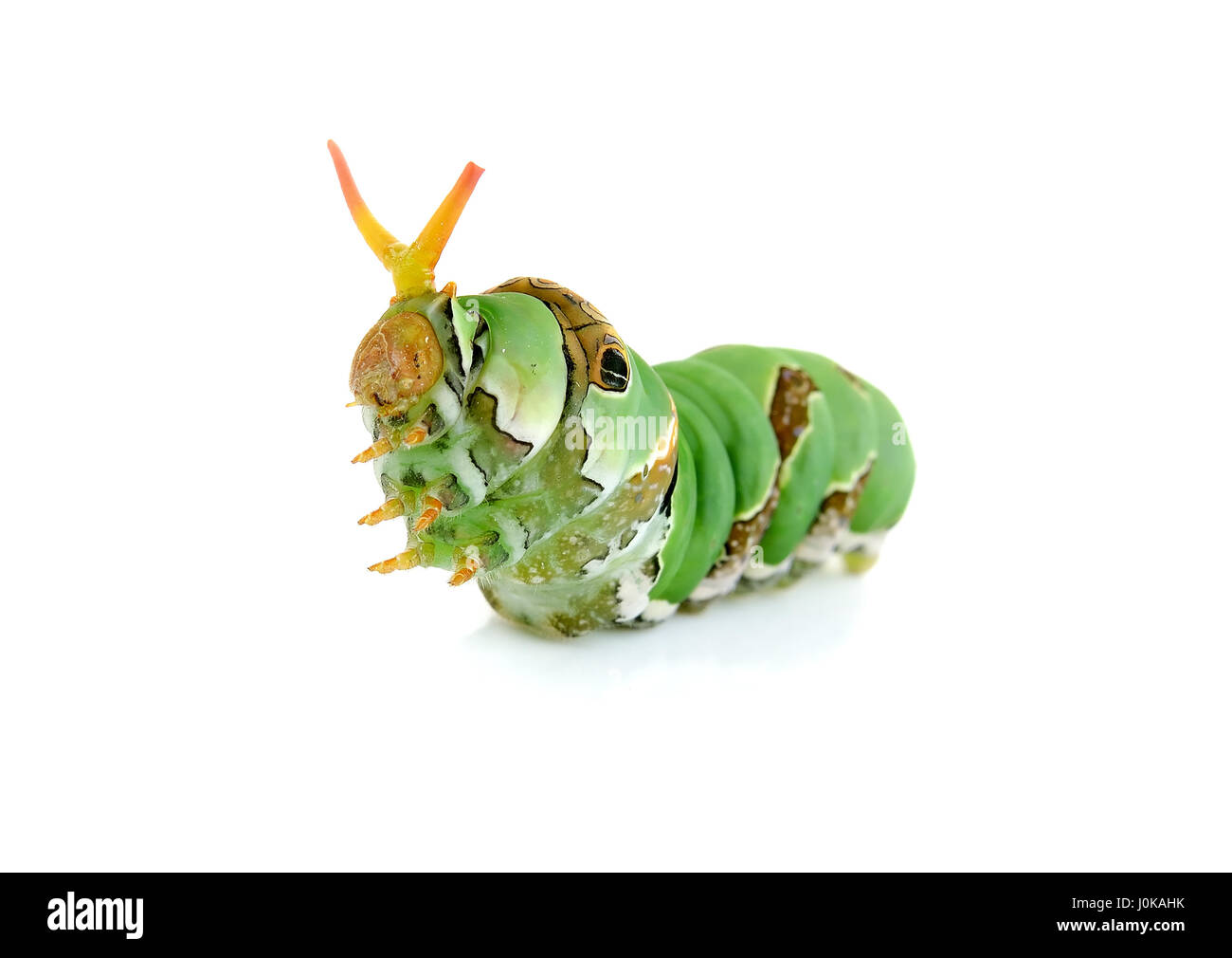 Close up caterpillar isolated on the white background Stock Photo - Alamy