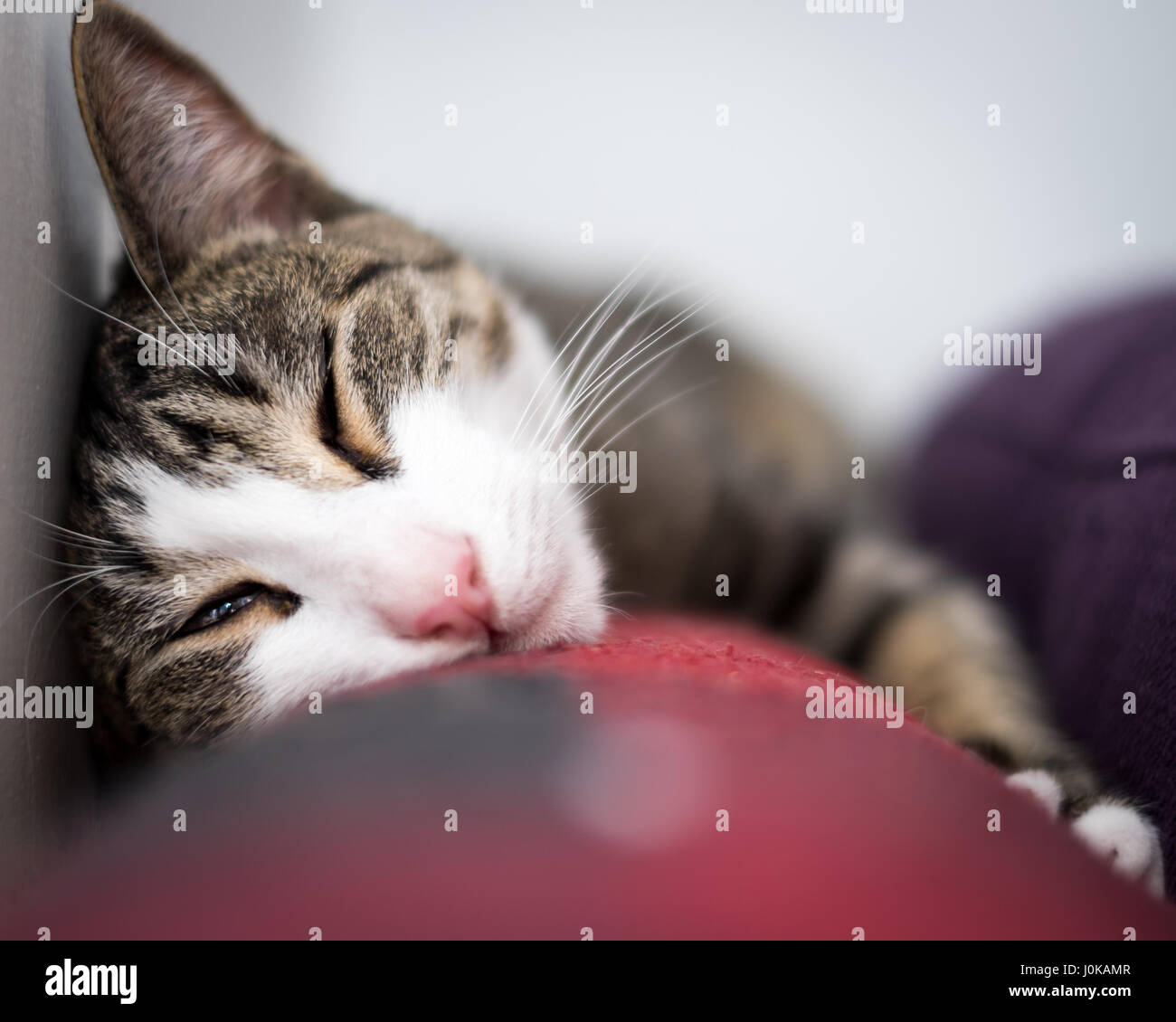 Satring hi-res stock photography and images - Alamy