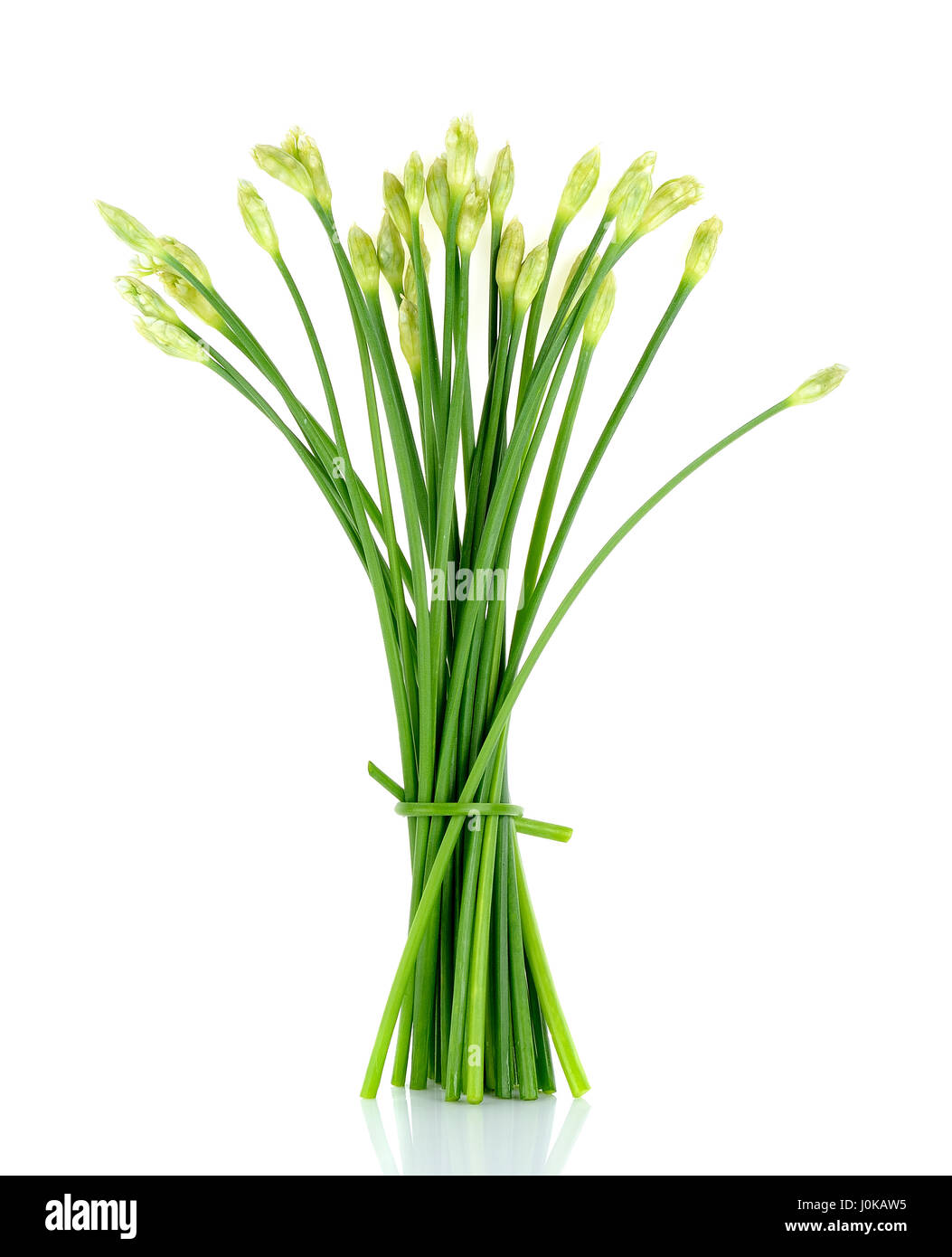 Chives flower or Chinese Chive isolated on white background Stock Photo ...