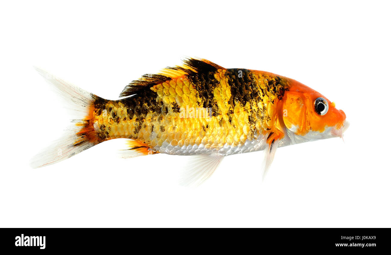 Koi fish isolated on the white background Stock Photo - Alamy