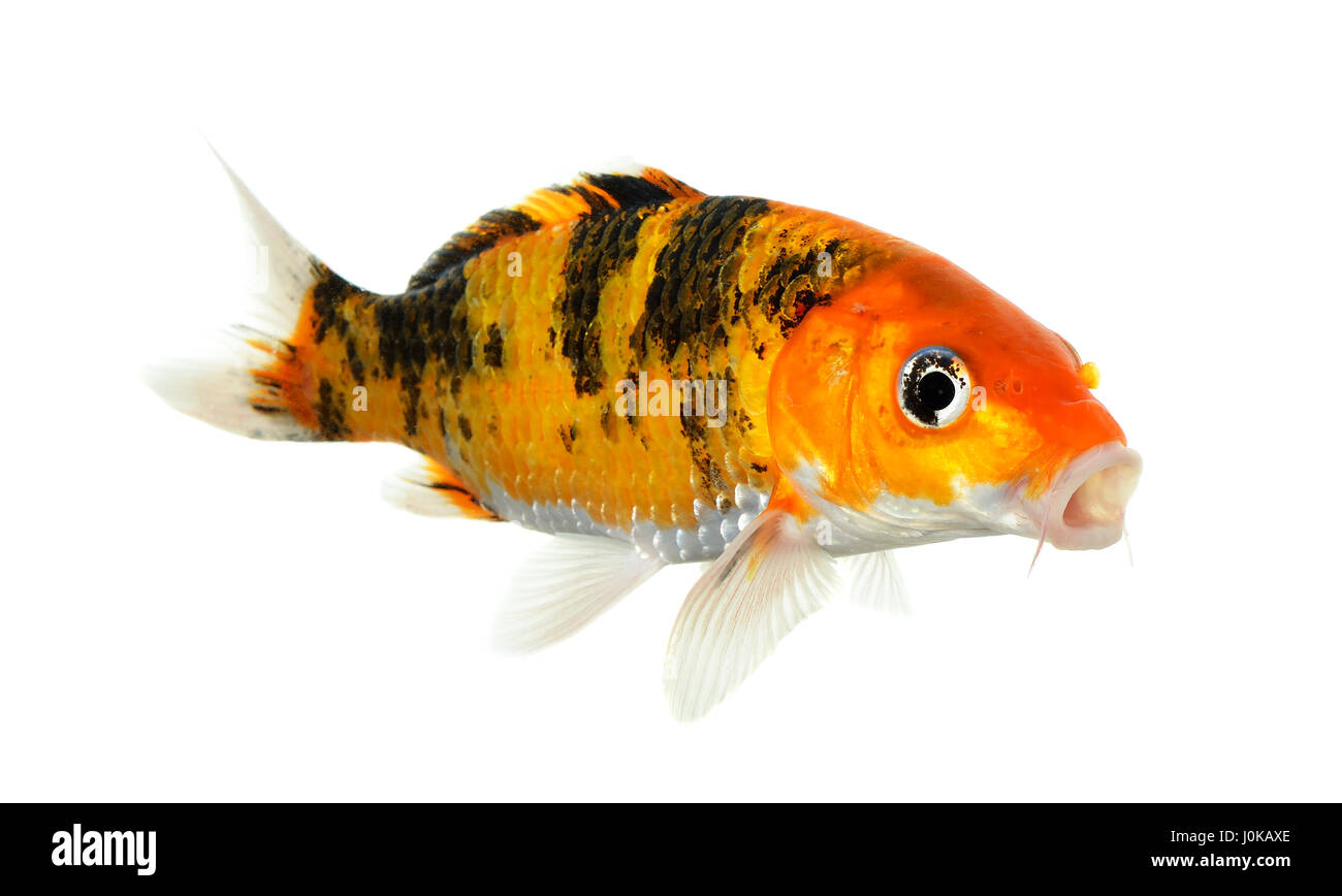 Koi fish isolated on the white background Stock Photo - Alamy
