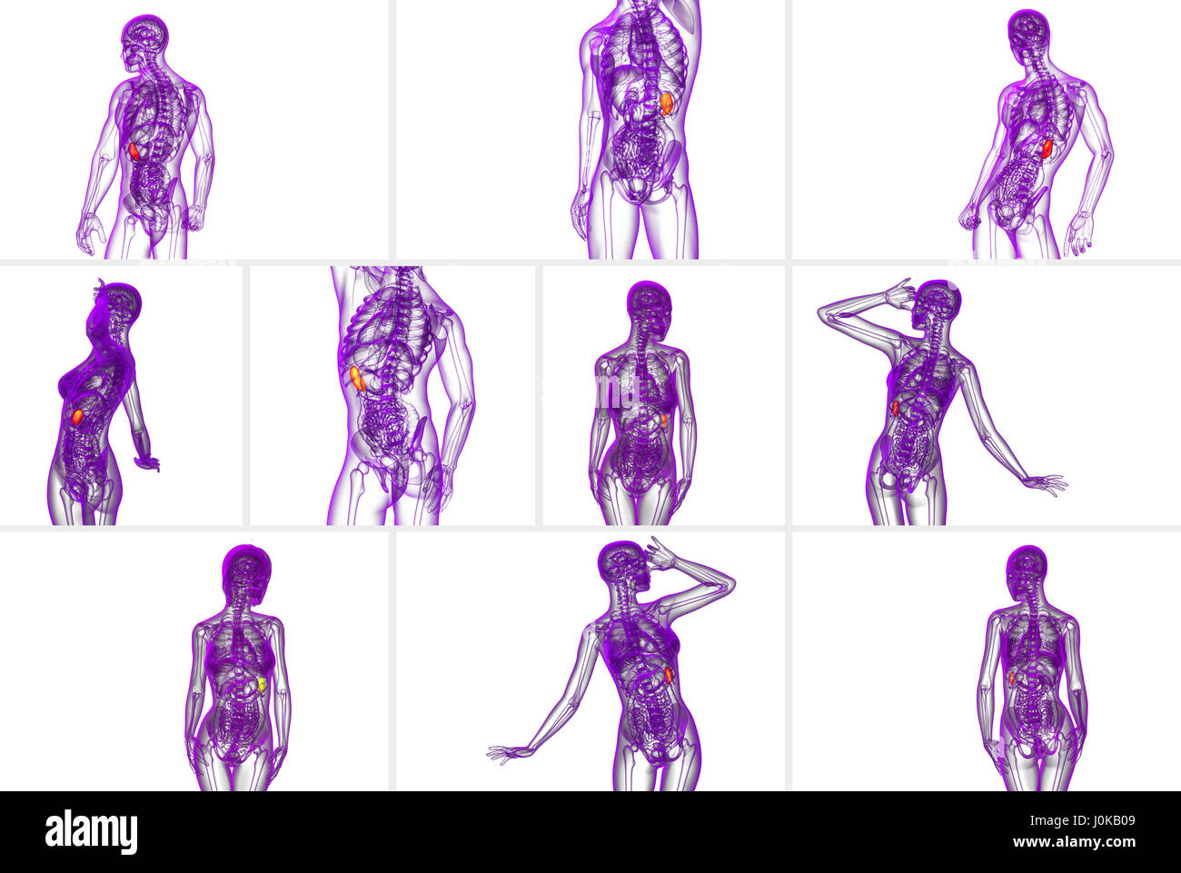 3d rendering medical illustration of the spleen Stock Photo - Alamy