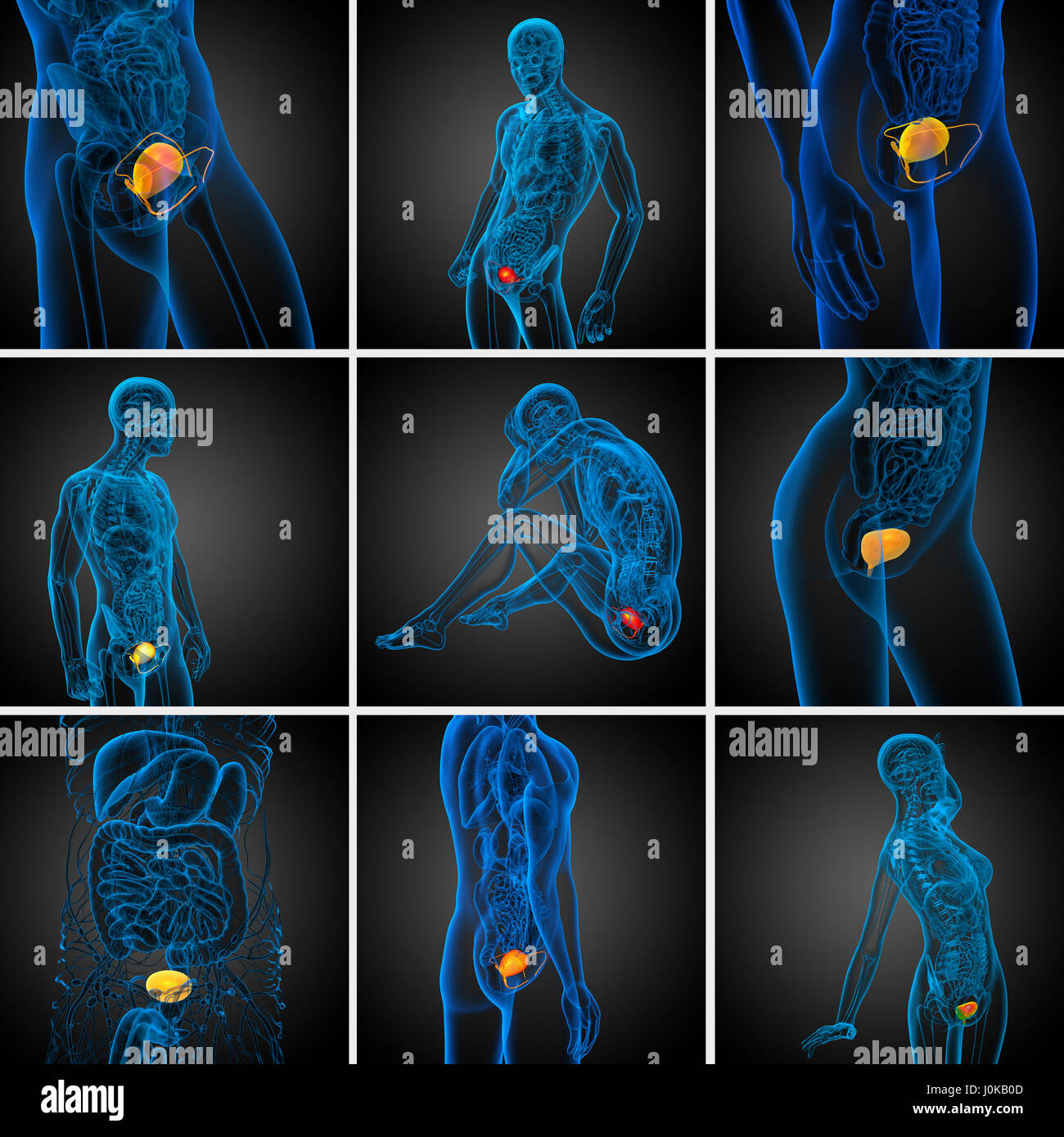 3d rendering medical illustration of the bladder Stock Photo - Alamy