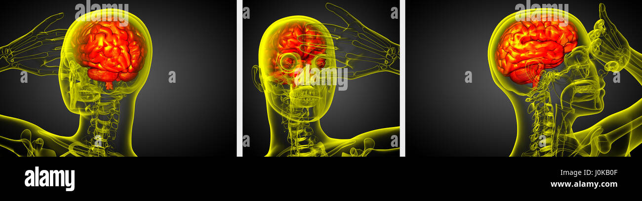 3d rendering medical illustration of the brain Stock Photo - Alamy