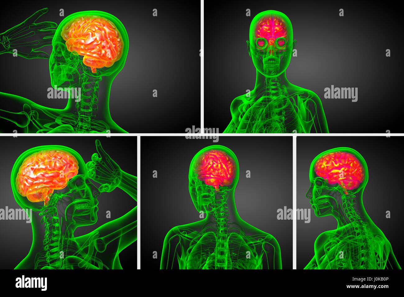 3d rendering medical illustration of the brain Stock Photo - Alamy