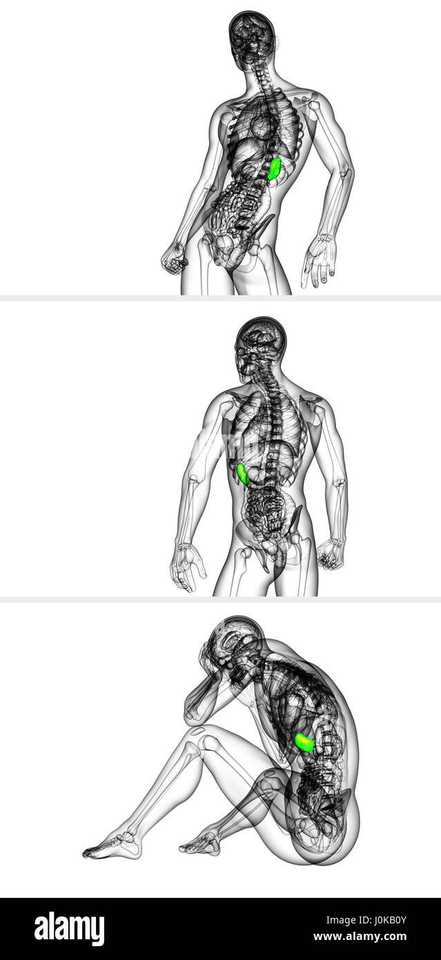 3d rendering medical illustration of the spleen Stock Photo - Alamy