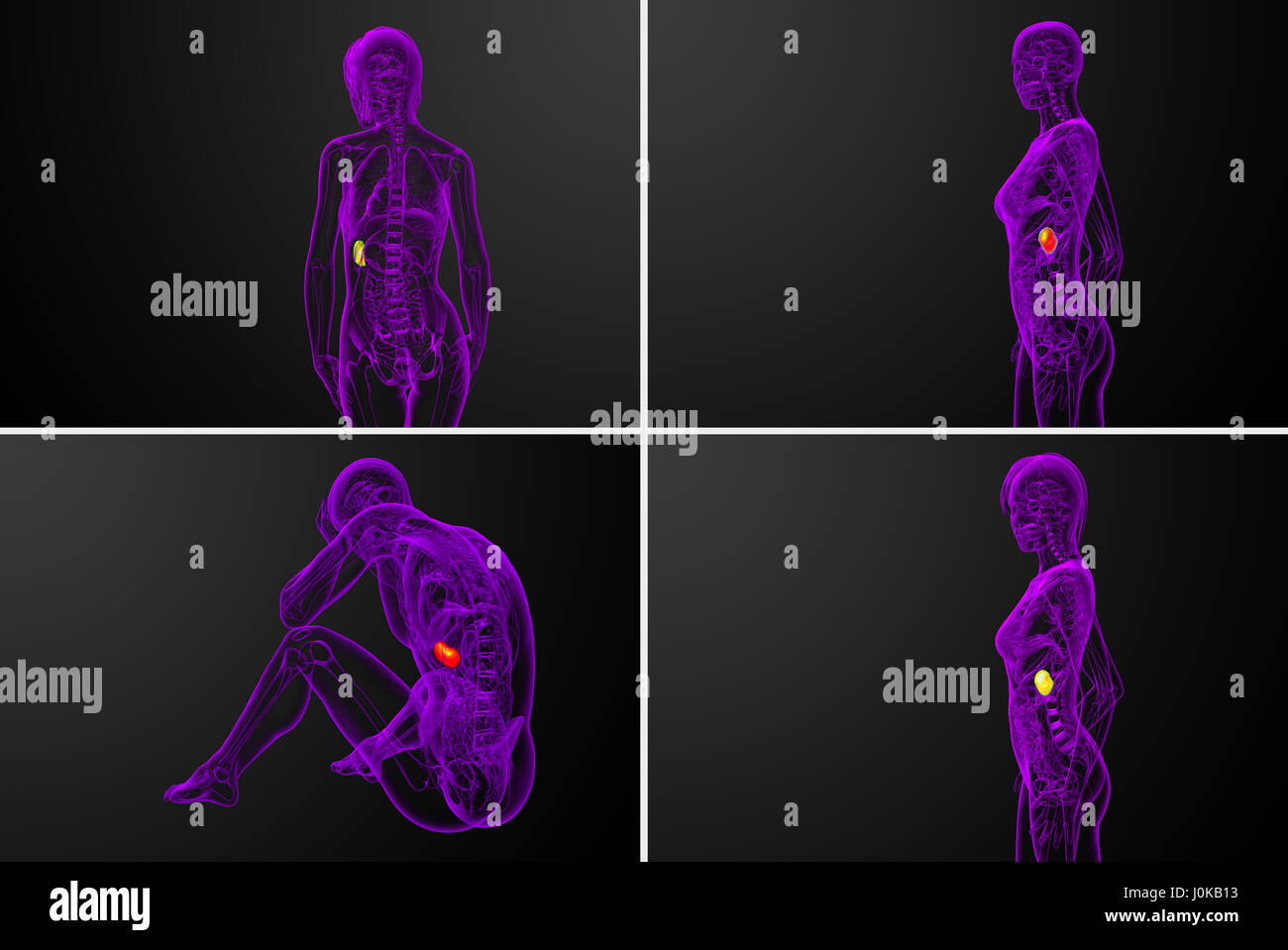 3d rendering medical illustration of the spleen Stock Photo - Alamy