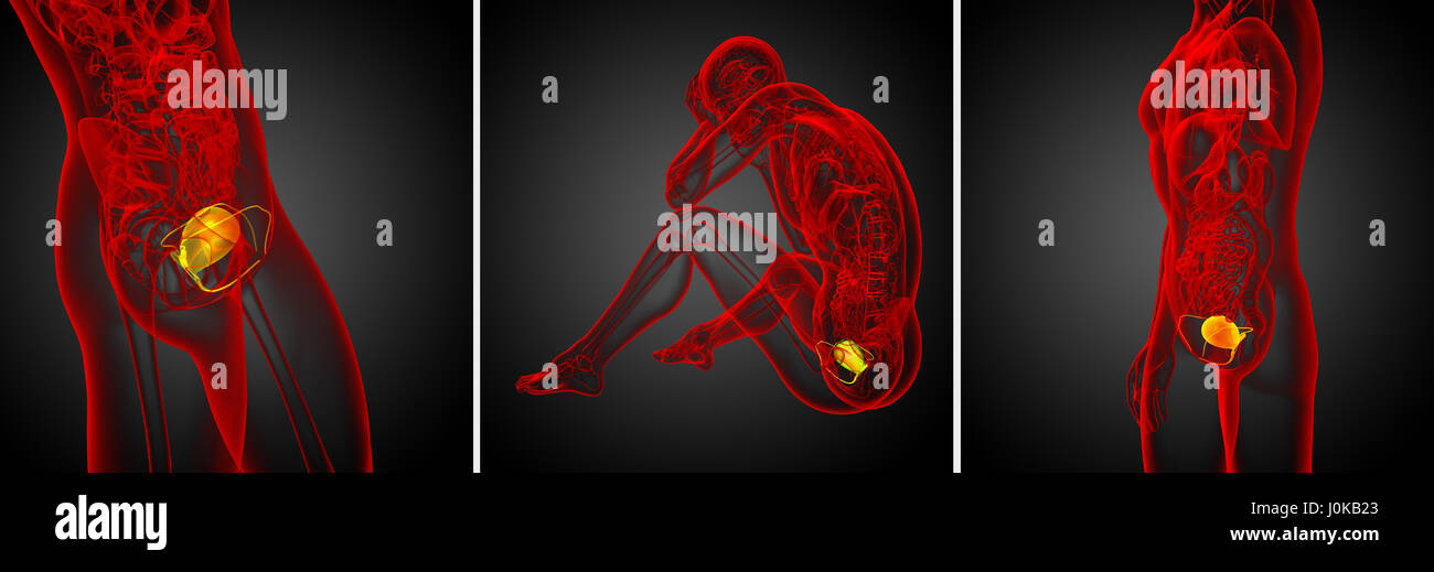 3d rendering medical illustration of the bladder Stock Photo - Alamy