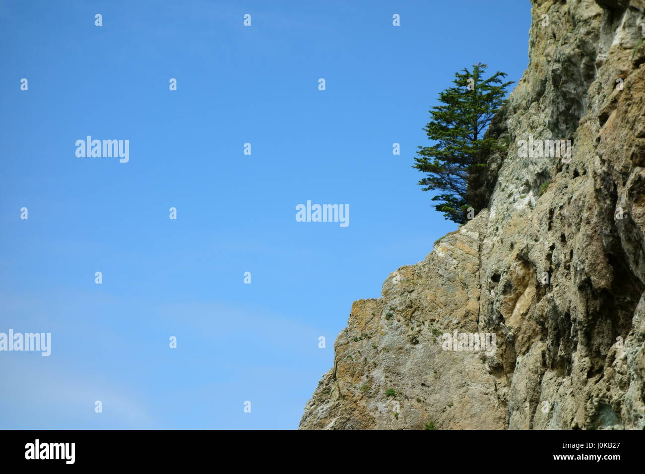 Determined Tree Stands Alone on Cliff Face Stock Photo - Alamy