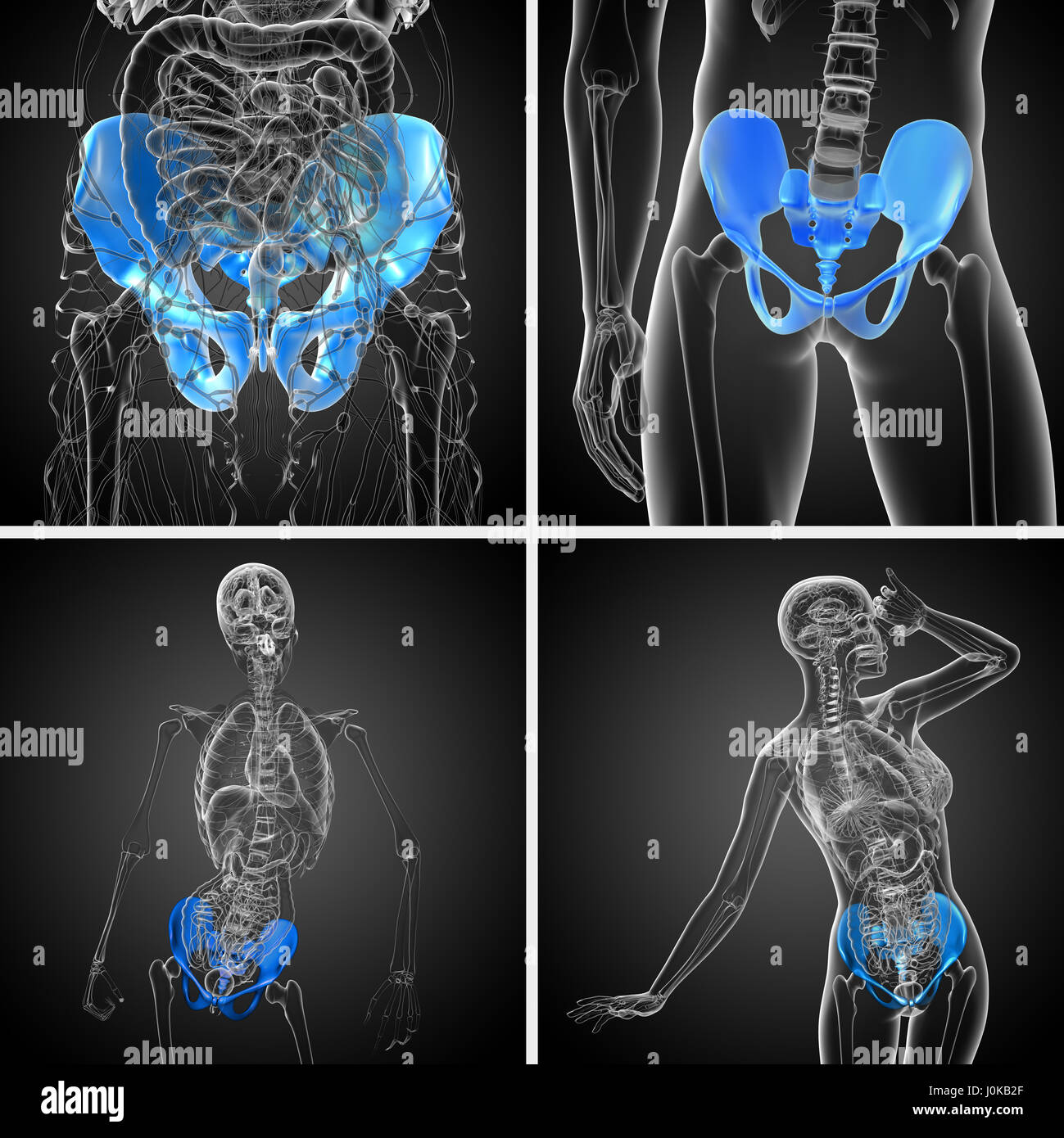 3D rendering medical illustration of the pelvis bone Stock Photo - Alamy