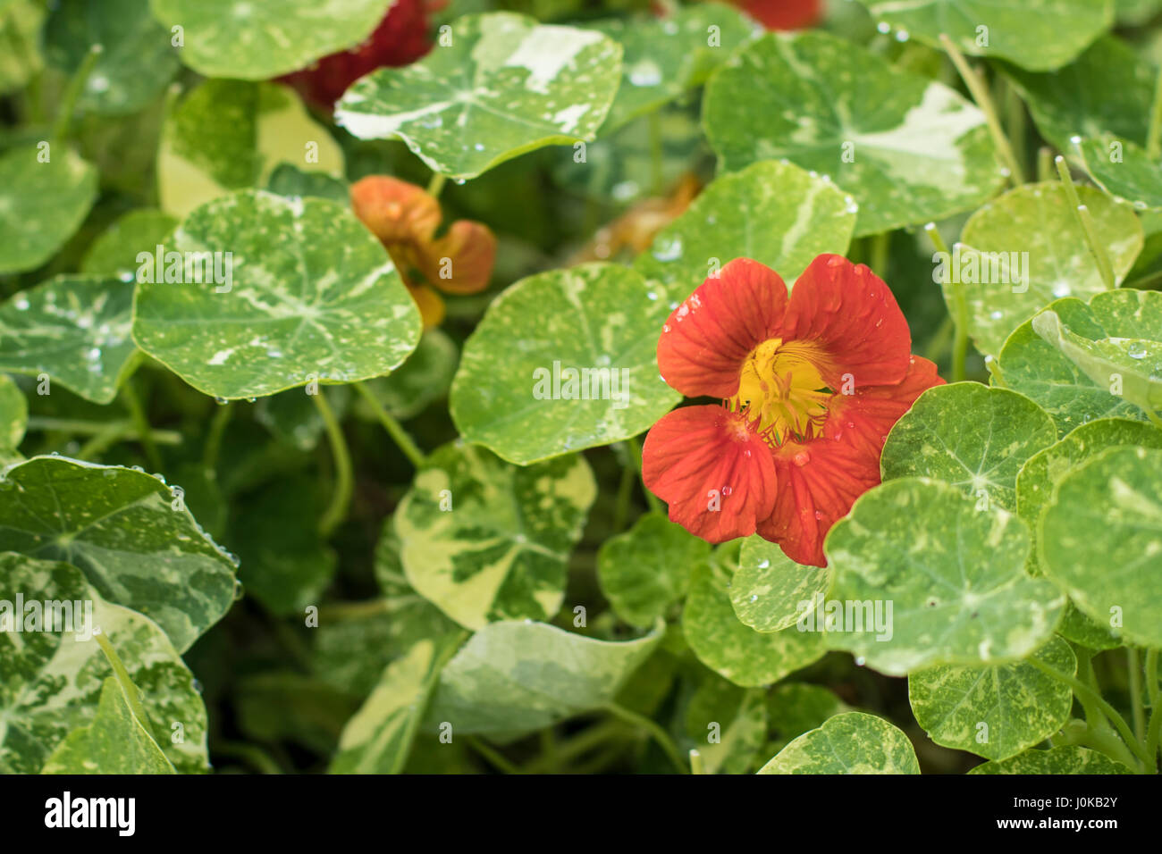 Red nasturtium with water droplets Stock Photo - Alamy