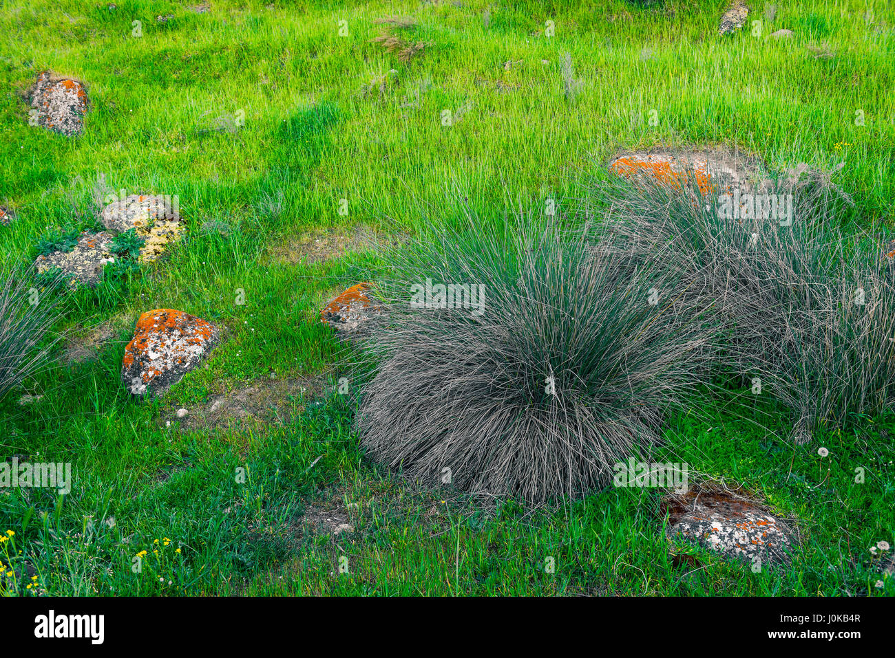 Rush plant hi-res stock photography and images - Alamy