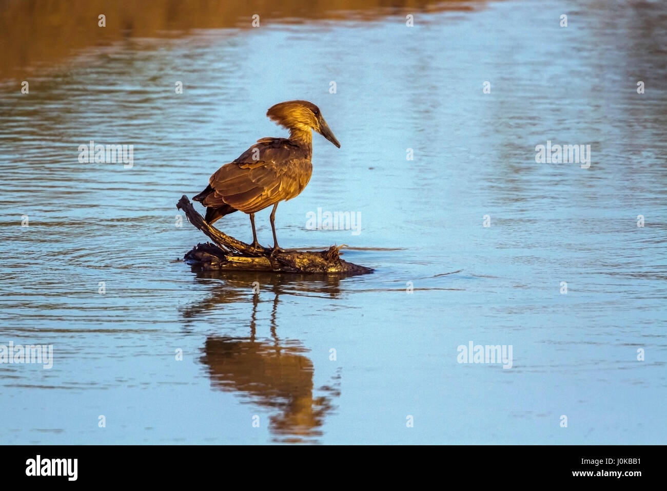 Hammer head scopus umbretta hi-res stock photography and images - Alamy