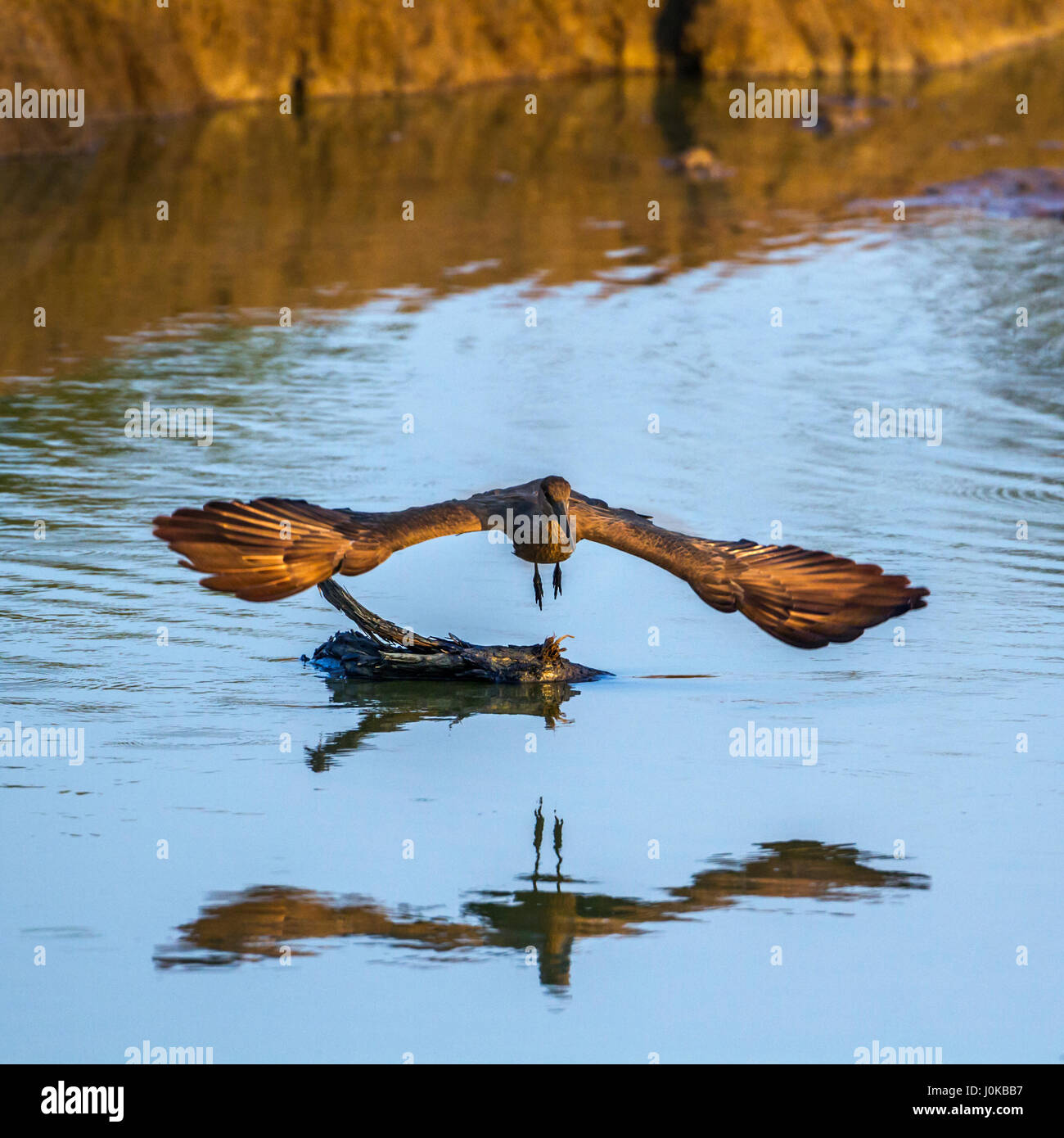 Hamerkop in water hi-res stock photography and images - Alamy