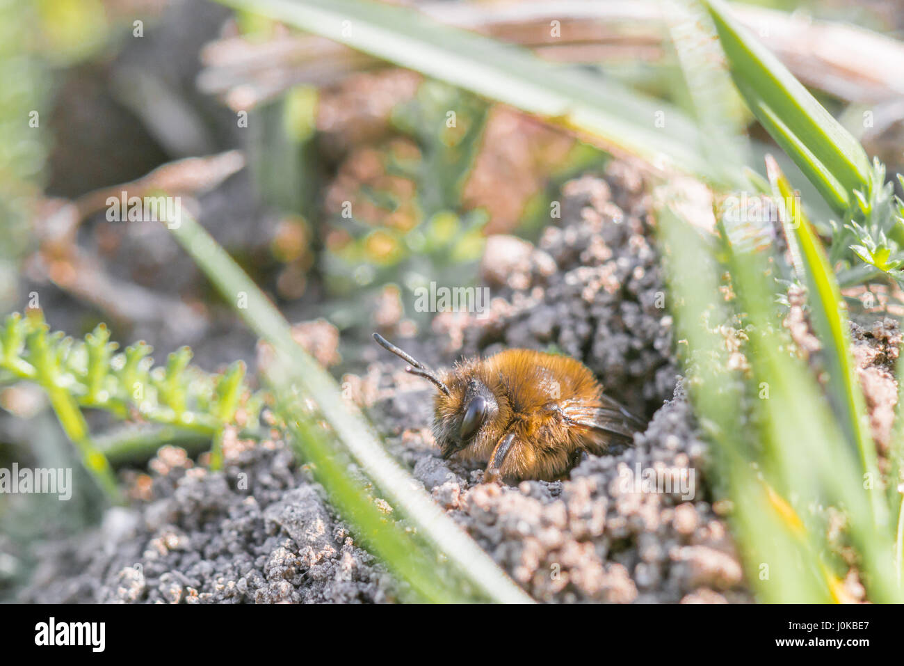 Single female sand bee in her hole on the ground Stock Photo - Alamy