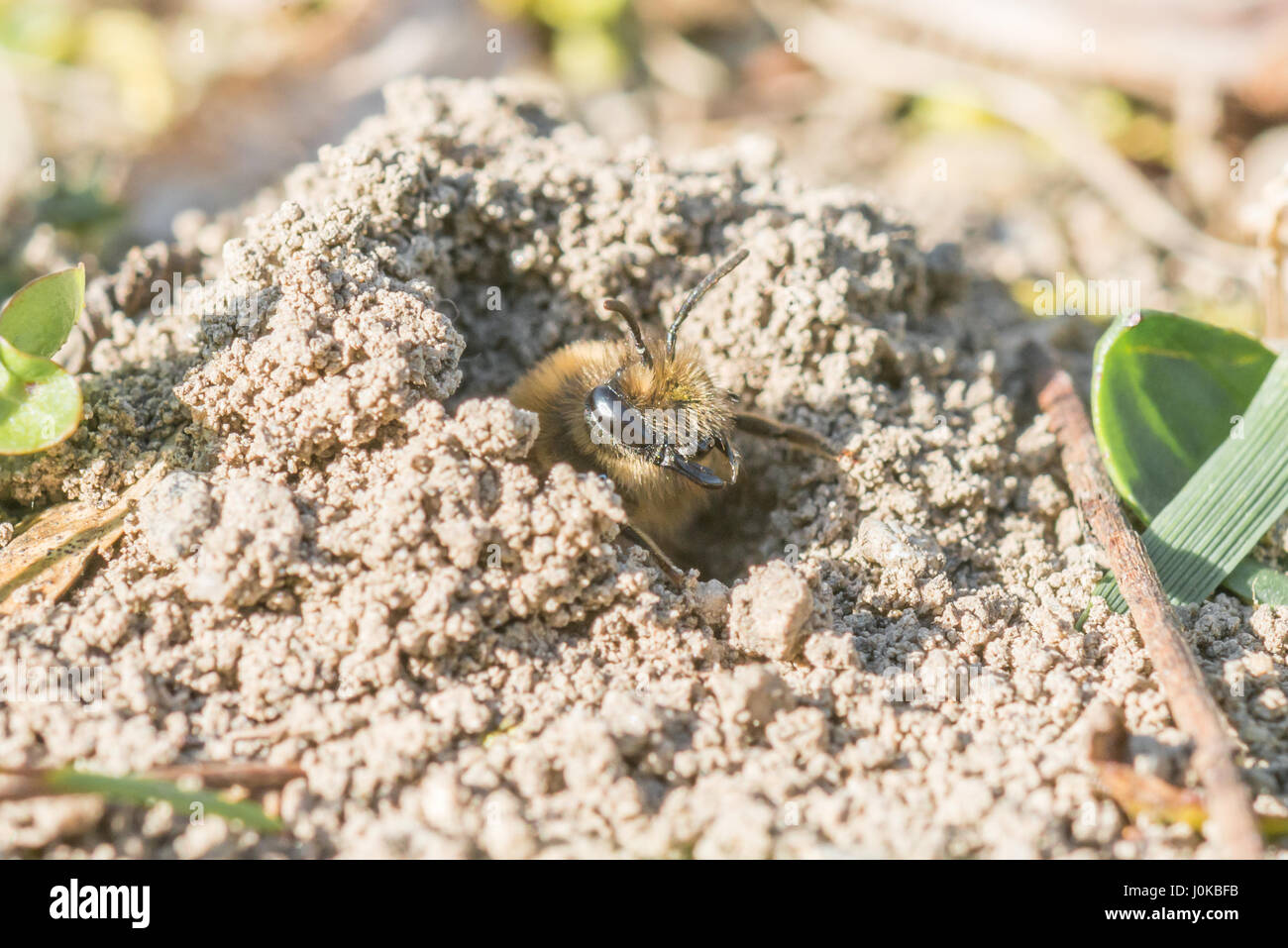 Sand Bee High Resolution Stock Photography and Images - Alamy