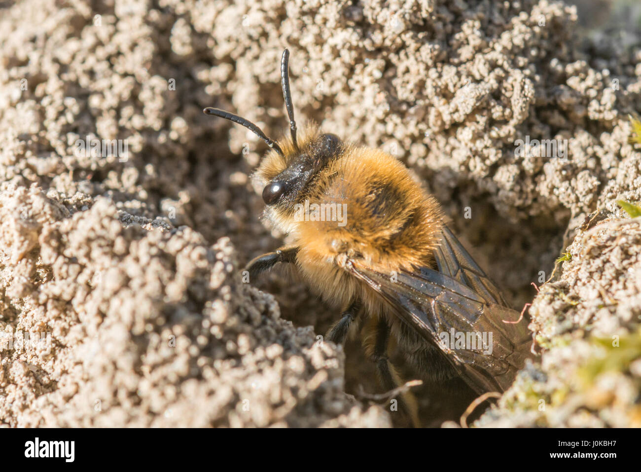 Sand bee hi-res stock photography and images - Alamy