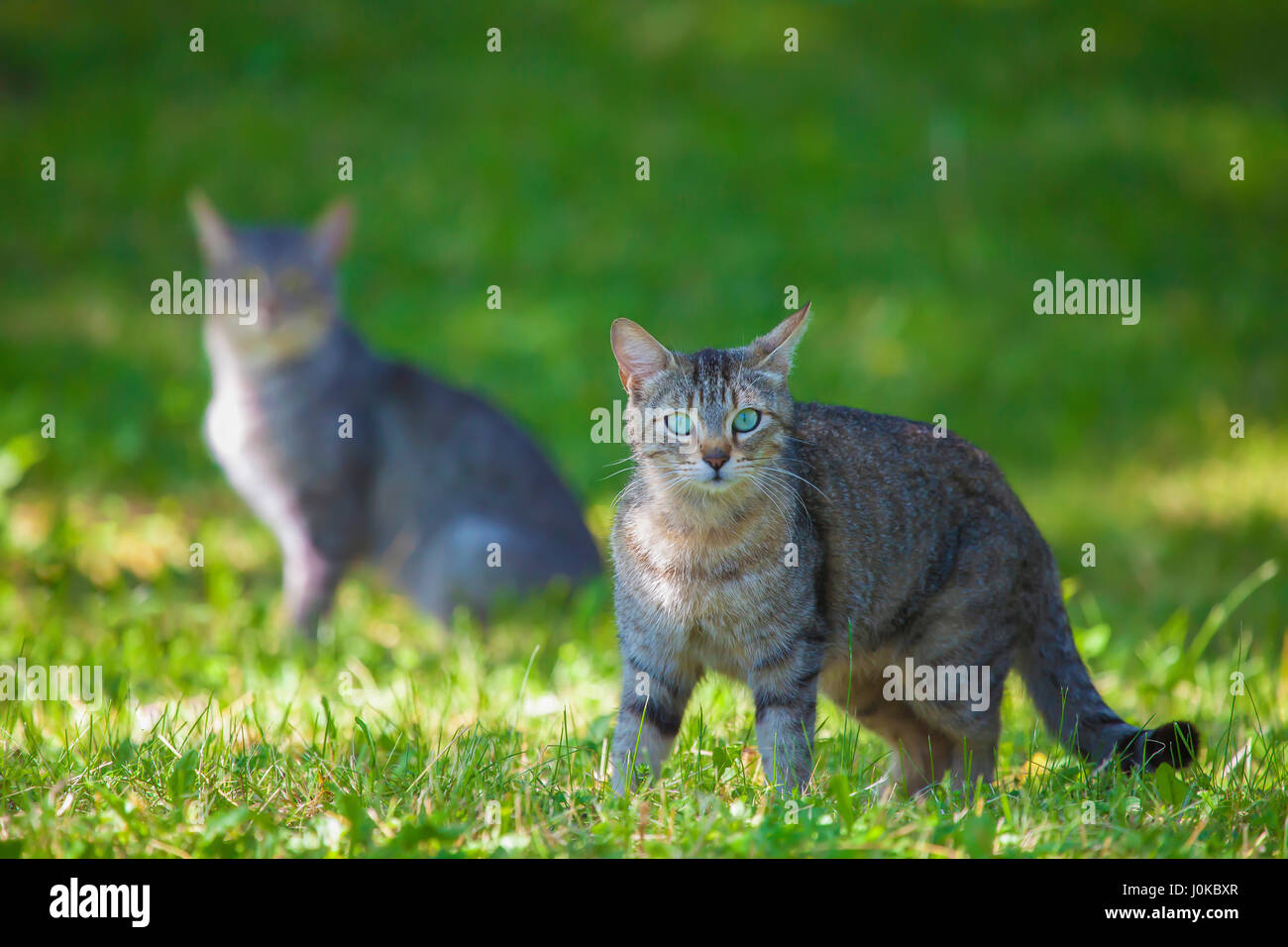 Observing situation hi-res stock photography and images - Alamy