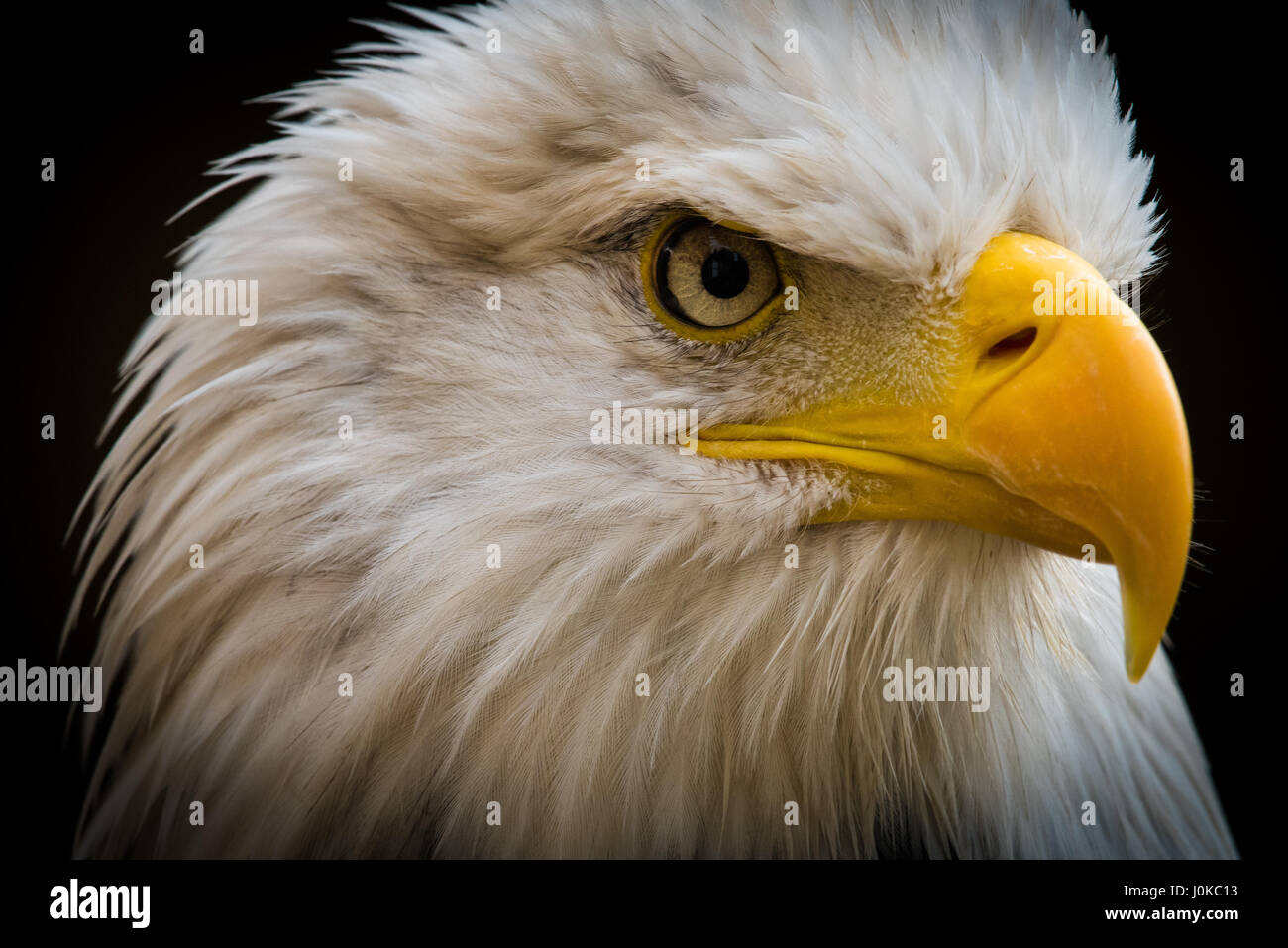 Bald eagle headshot hi-res stock photography and images - Alamy