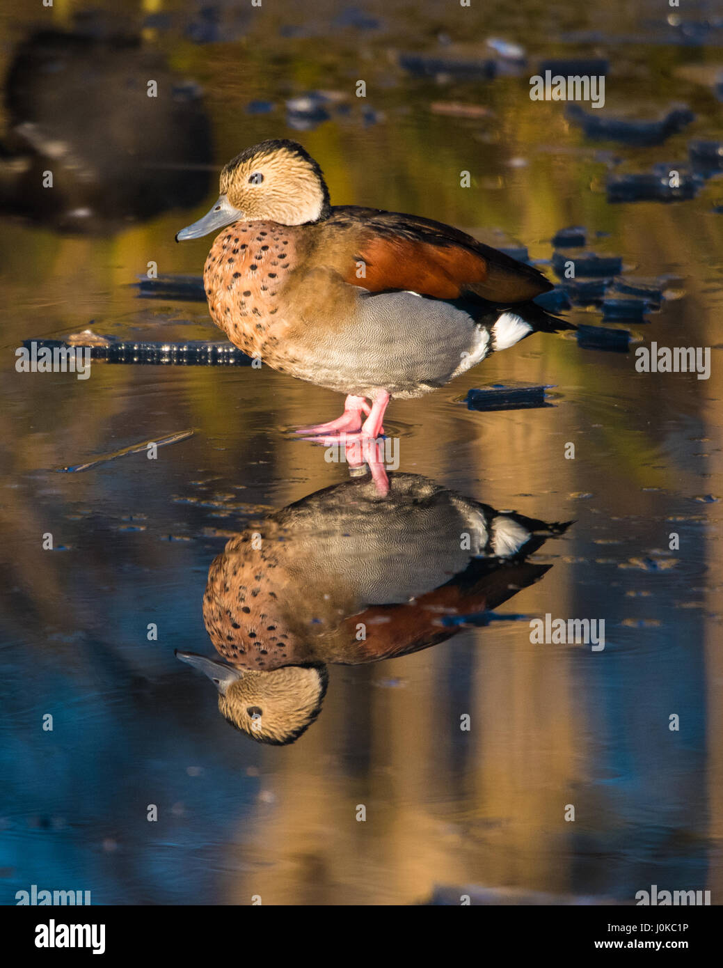 Widgeon duck hi-res stock photography and images - Alamy