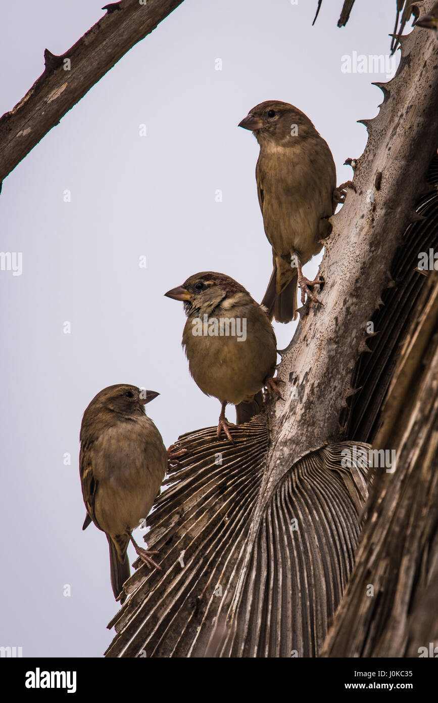 Migrating sparrows hi-res stock photography and images - Alamy