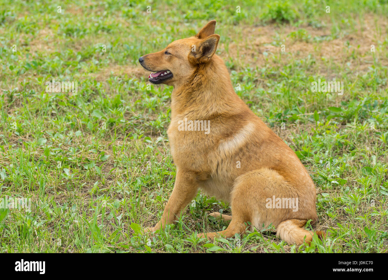 Young hybrid of sheep dog sitting on spring grass Stock Photo - Alamy