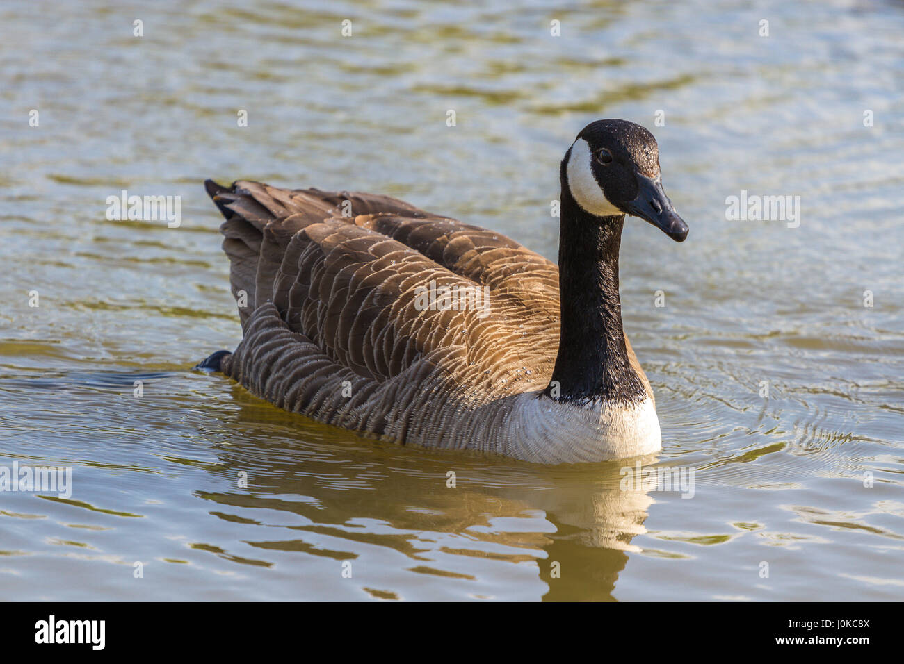 Canada Goose at Slimbridge Stock Photo - Alamy