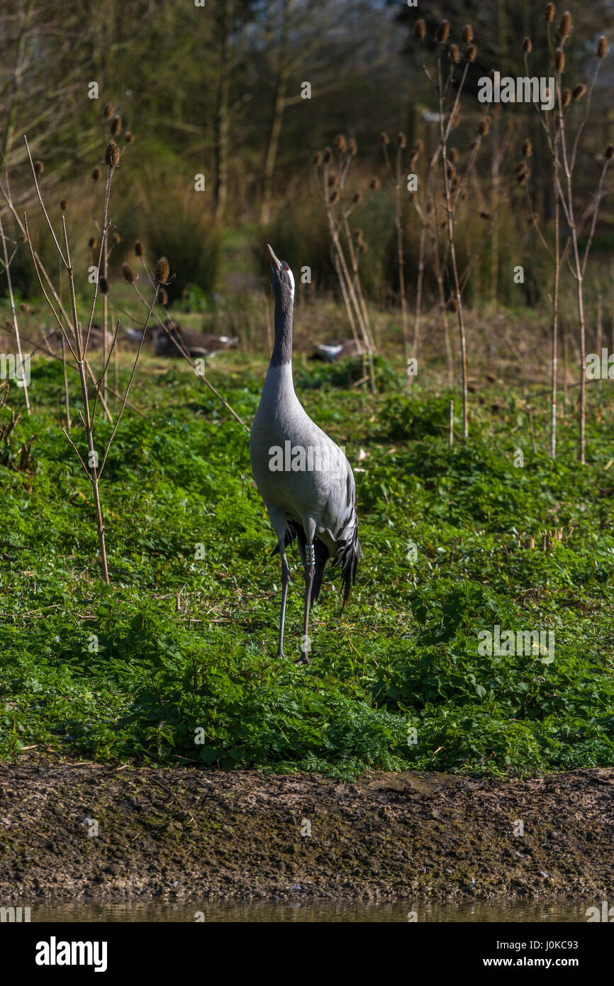 Common Crane at Slimbridge Stock Photo - Alamy