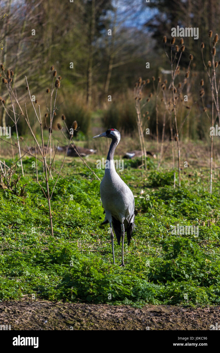 Common Crane at Slimbridge Stock Photo - Alamy