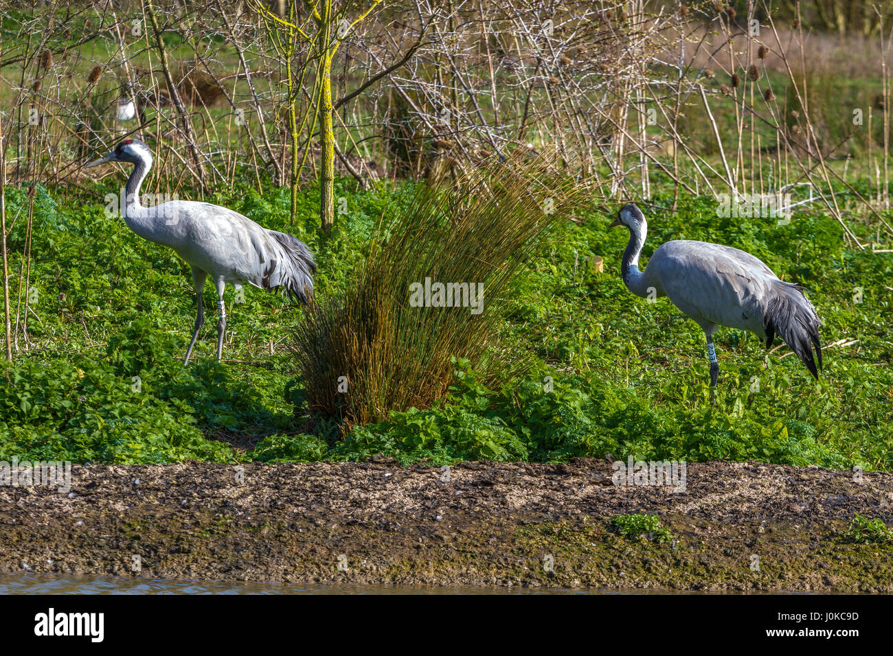 Pair of Common Cranes at Slimbridge Stock Photo - Alamy