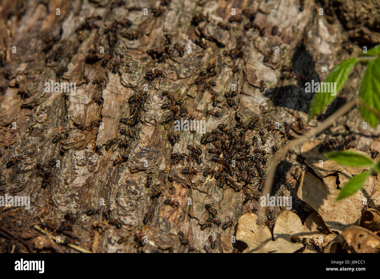 European red ants swarming on forest tree trunk Stock Photo - Alamy