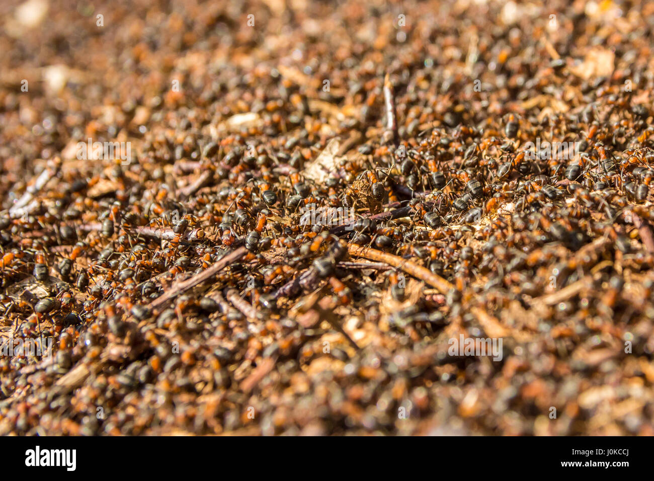European red ant nest in forest Stock Photo - Alamy