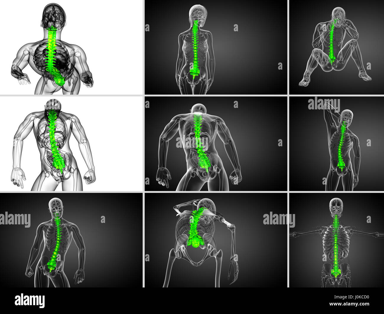 3d rendering medical illustration of the human spine Stock Photo - Alamy
