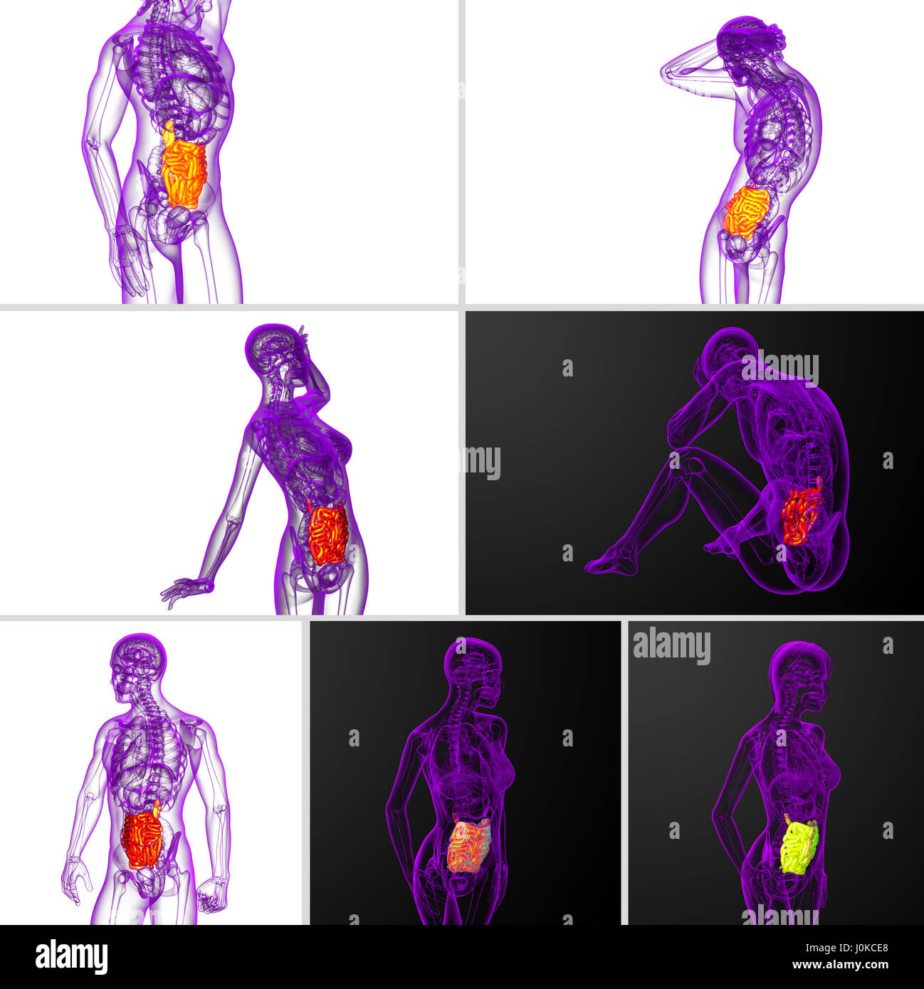 3d rendering illustration of the small intestine Stock Photo - Alamy