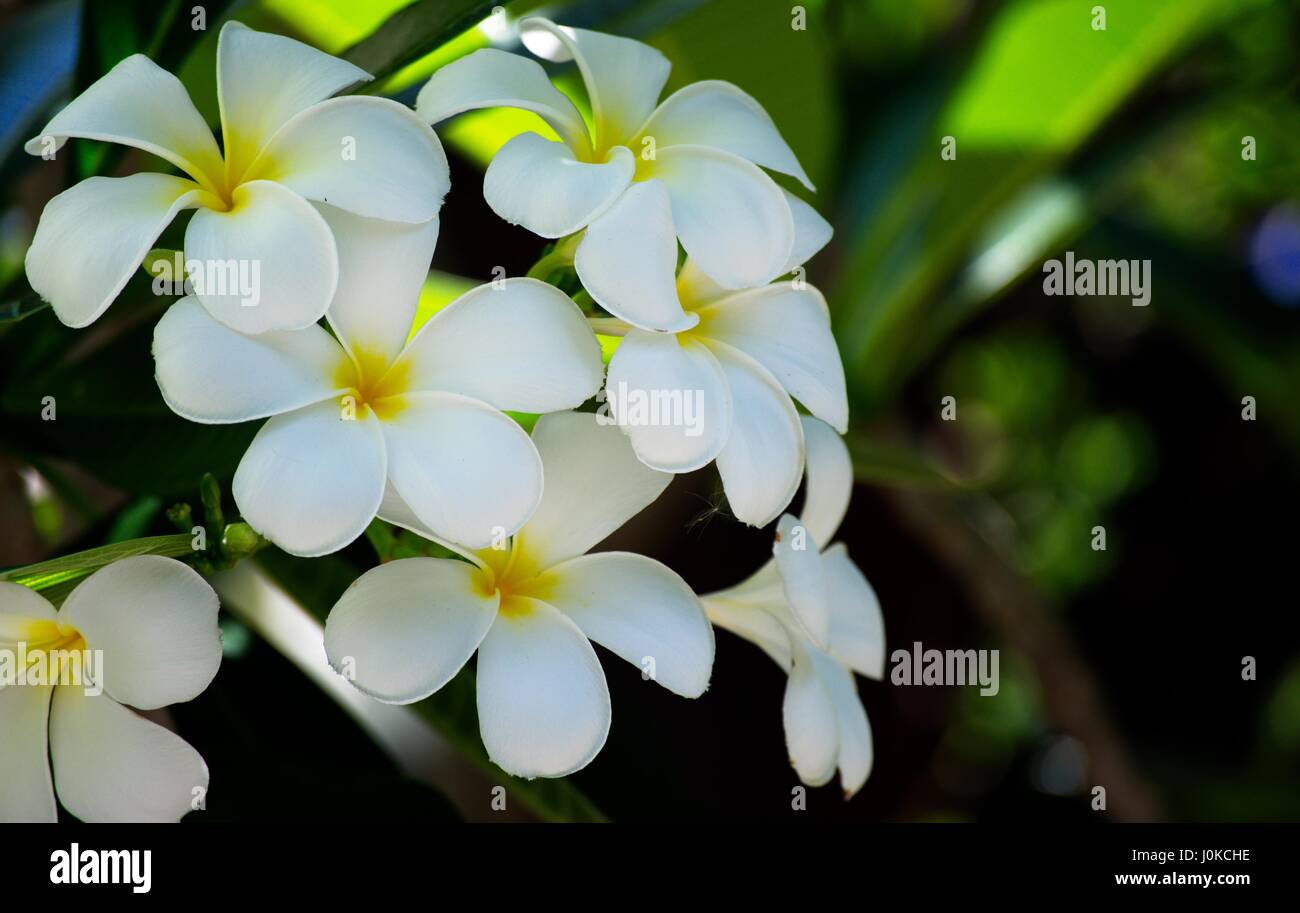 Groups of white flowers in nature Stock Photo - Alamy