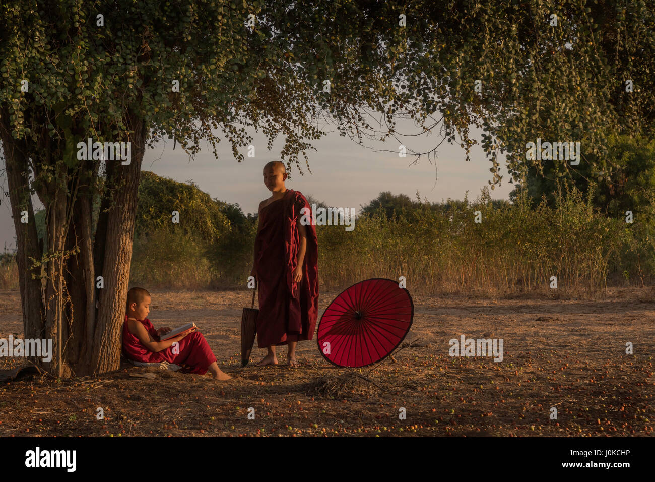 Novice buddhist monks learning under a tree Stock Photo - Alamy