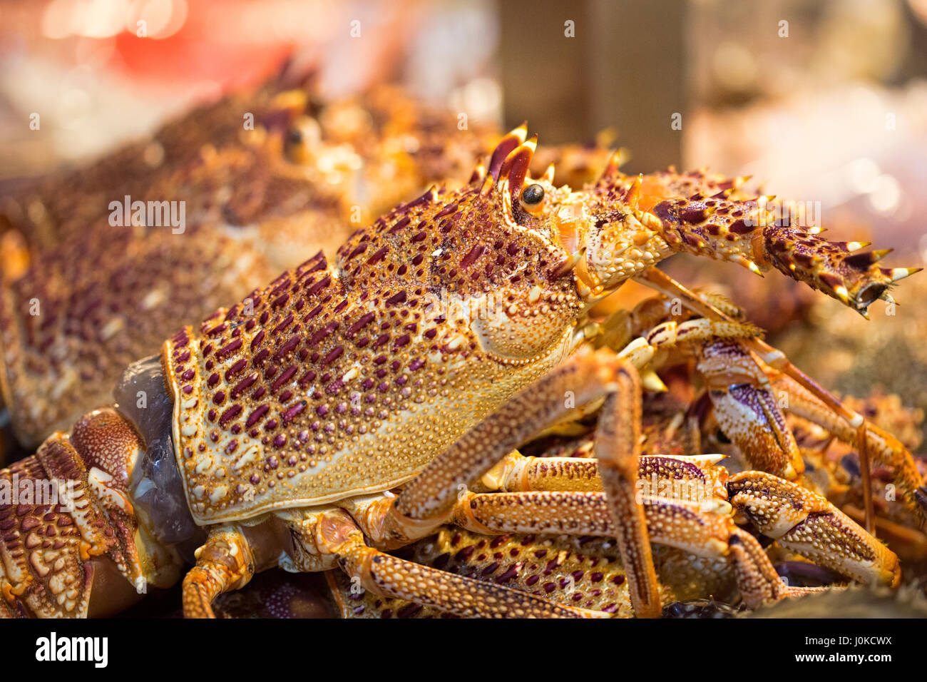 Lobster on fish market Stock Photo - Alamy