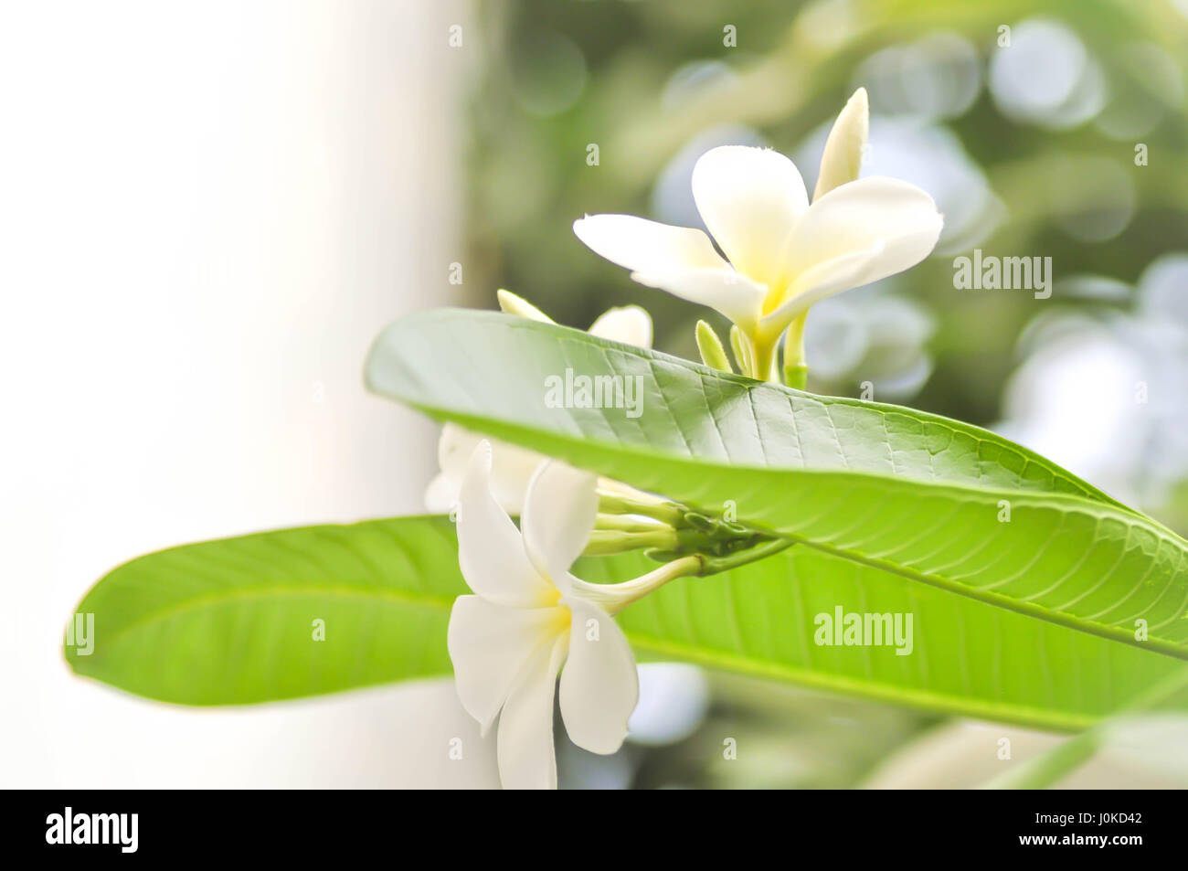 temple tree , pagoda tree Stock Photo - Alamy