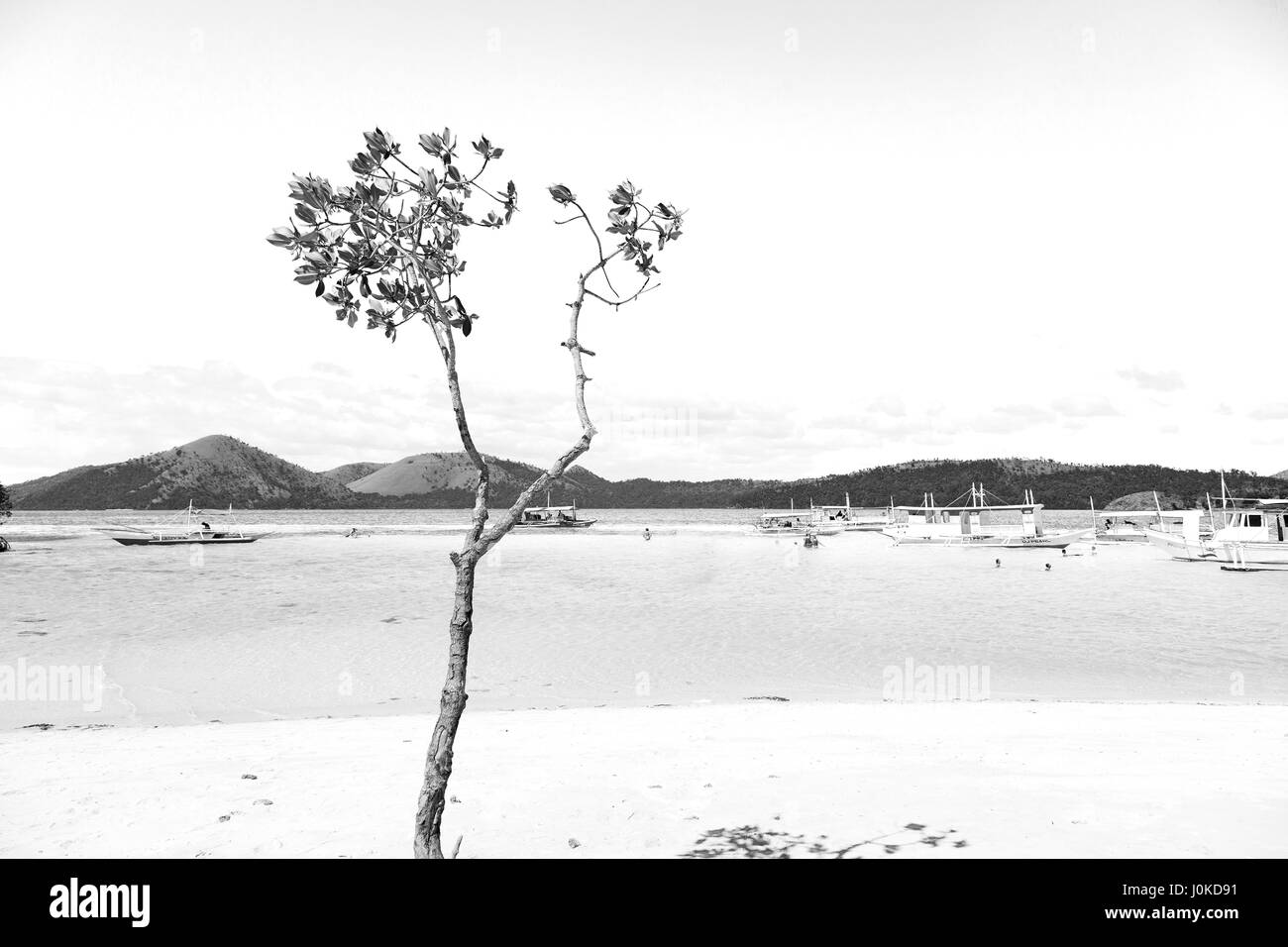 Philippines palawan tree roots Black and White Stock Photos & Images ...