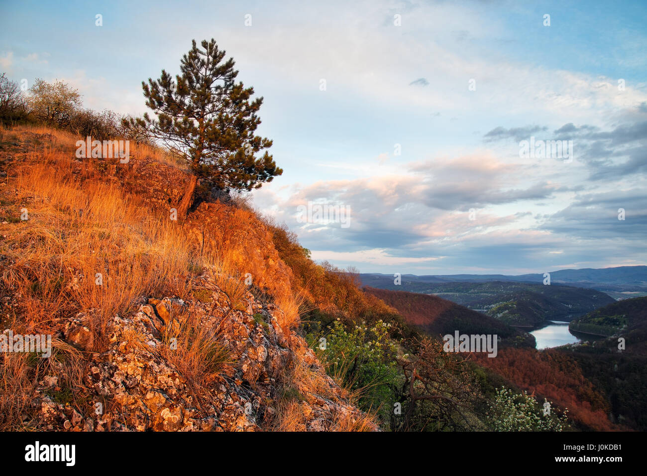 Lonely tree standing on the side of the mountain with beautiful ...