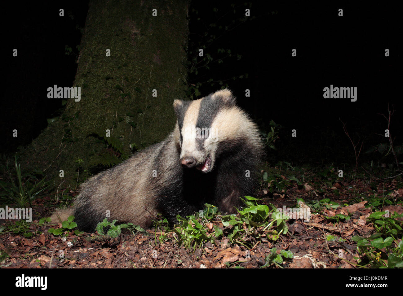 Camera trap badger hi-res stock photography and images - Alamy