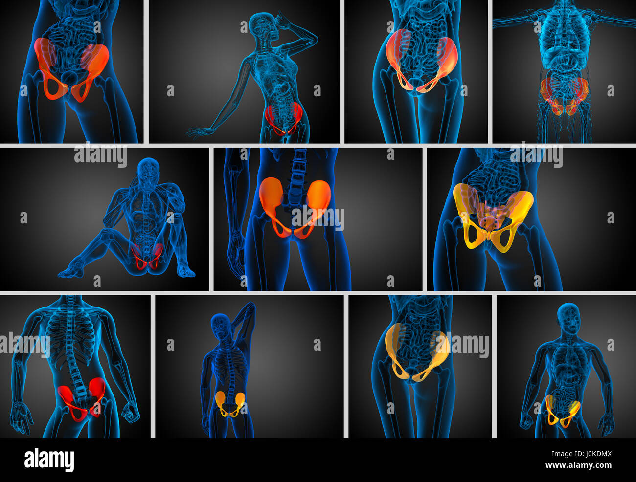 3d rendering medical illustration of the pelvis bone Stock Photo - Alamy