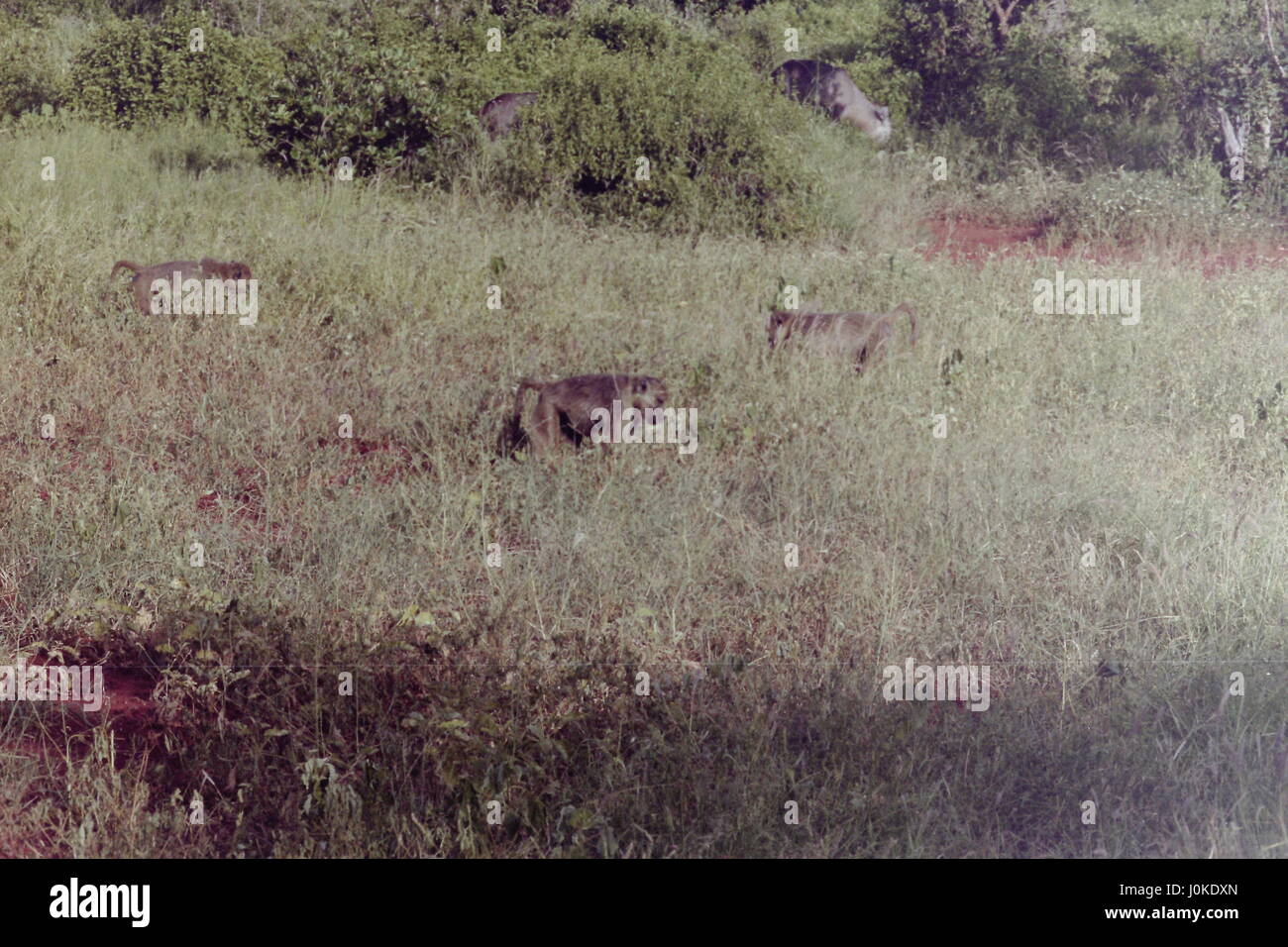 THIS IS A DIGITAL IMAGE RECORD FOR A FOUND DISCARDED UNWANTED ...