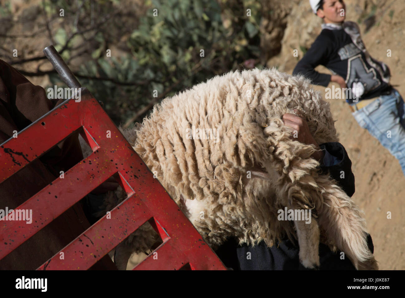 A young man loads a sheep into his truck at the market, Setti Fatma ...